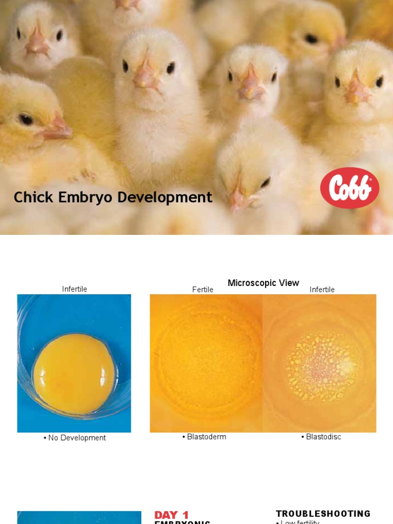 Chick Embryo Development | PDF | Embryo | Egg