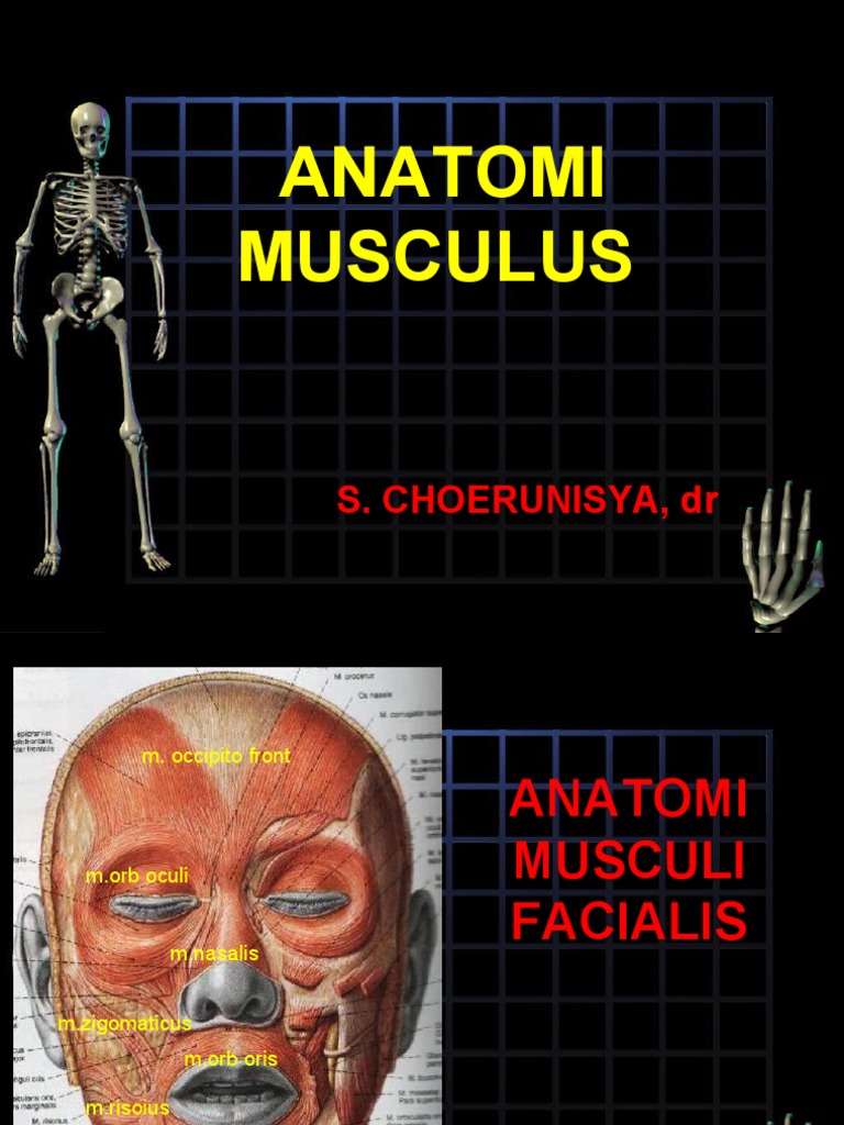 Anatomi Musculus | PDF