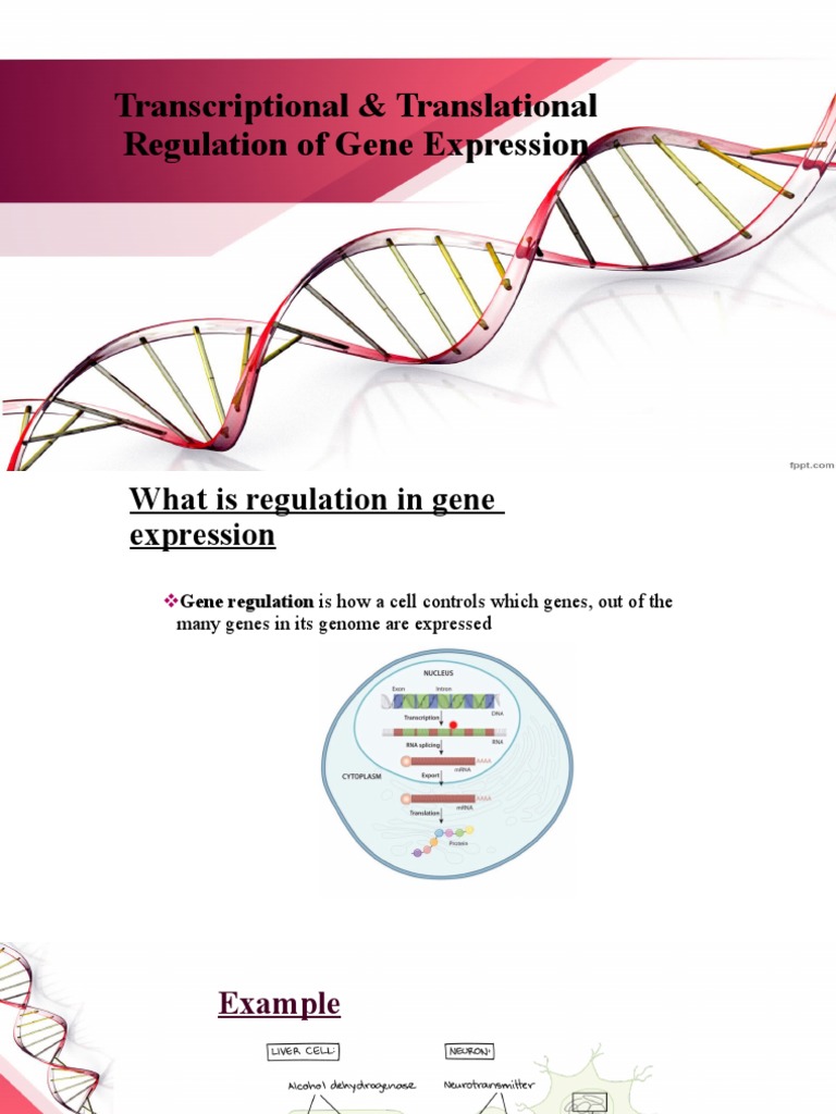L1 Transcriptional And Translational Regulation Of Gene Expression