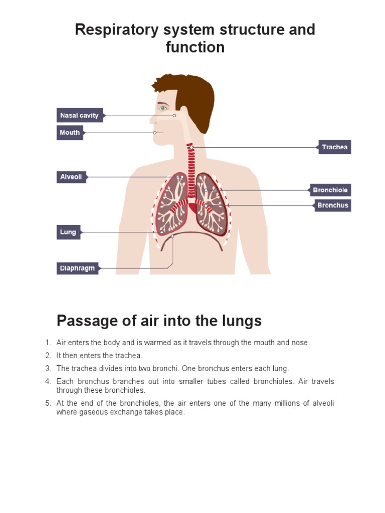 Respiratory System Structure and Function | PDF | Breathing ...