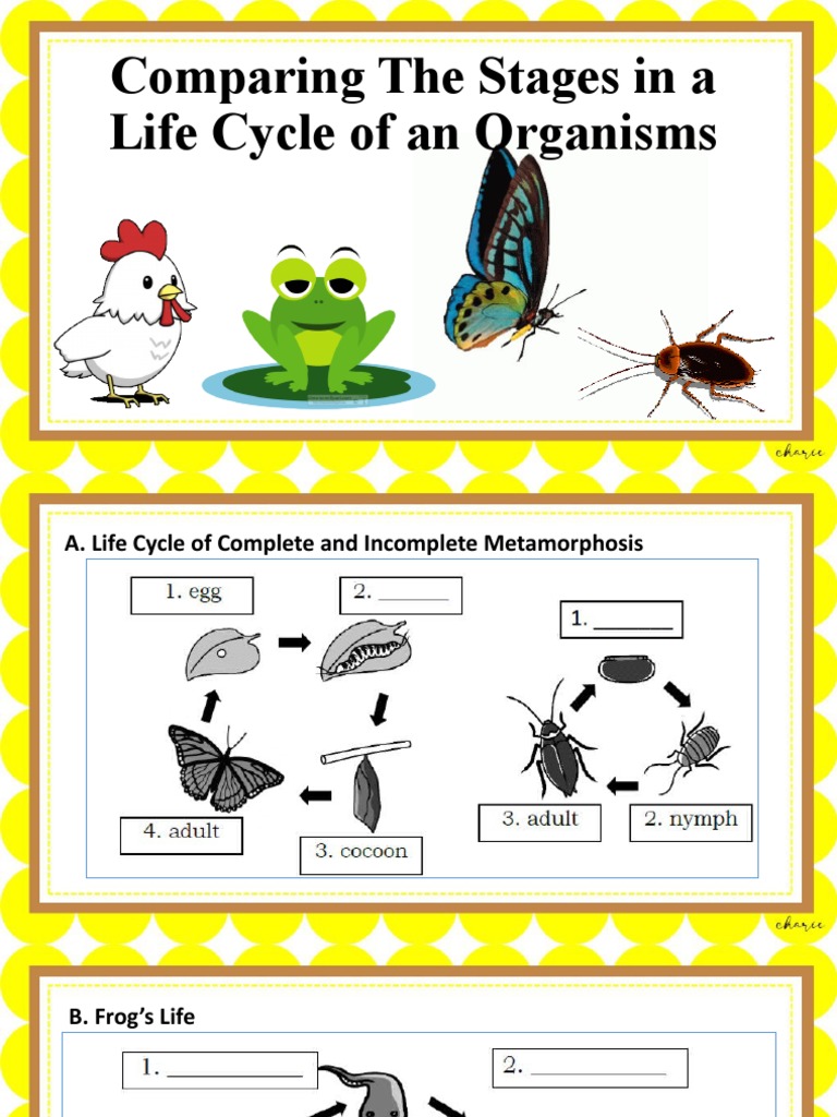 Life Cycles of Organisms Compared | PDF | Pupa | Insects