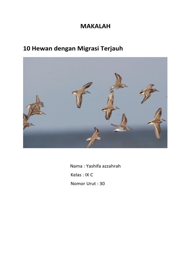Makalah 10 Hewan Dengan Migrasi Terjauh: Nama: Yashifa Azzahrah Kelas ...