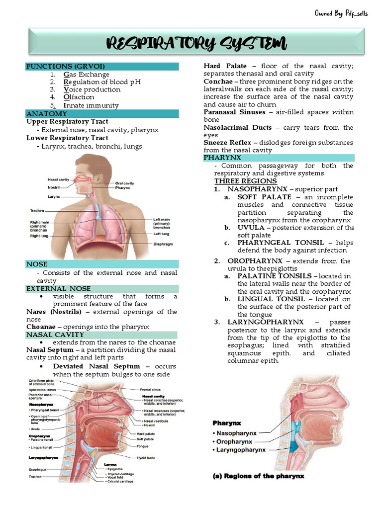 Respiratory System | Download Free PDF | Lung | Respiratory Tract