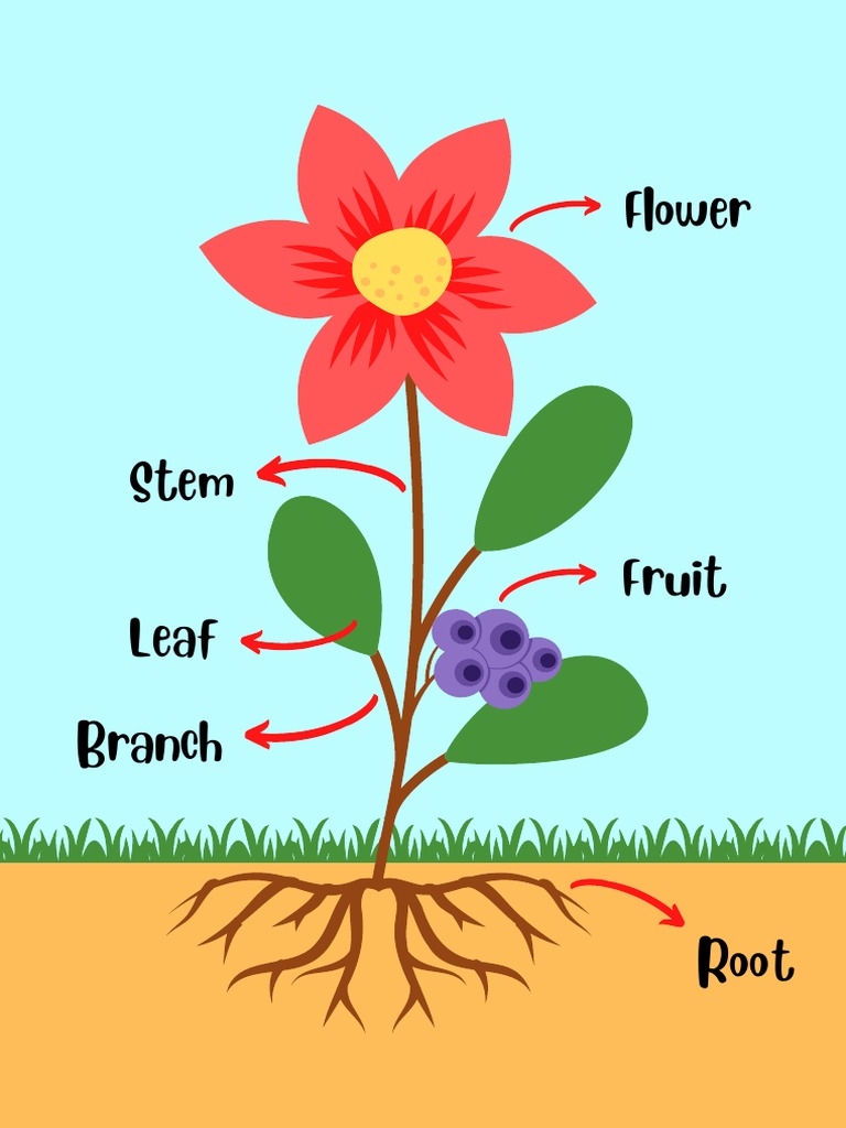 Parts of A Plant Puzzle | PDF