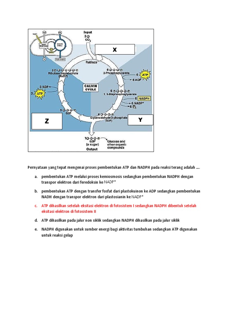 Pernyataan Yang Tepat Mengenai Proses Pembentukan ATP Dan NADPH Pada Reaksi Terang Adalah | PDF ...
