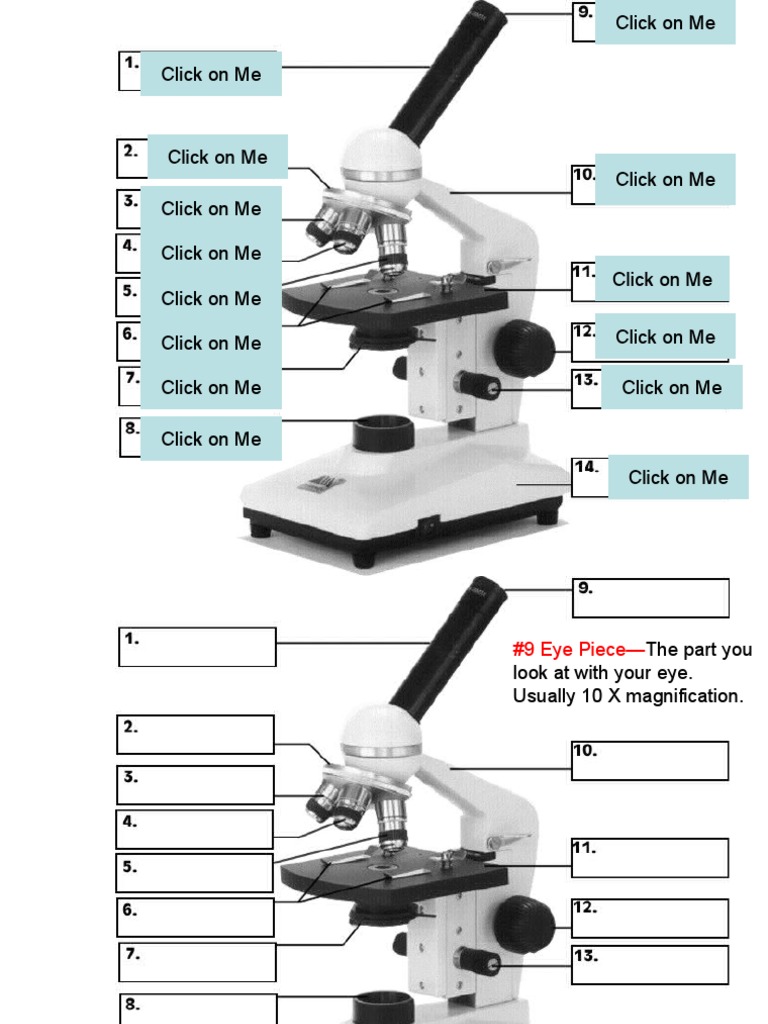 Microscope Parts and Slide Preparation Guide | PDF | Optical Devices ...