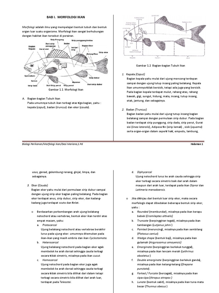 Morfologi Ikan | PDF | Seni & Disiplin Bahasa | Sains & Matematika