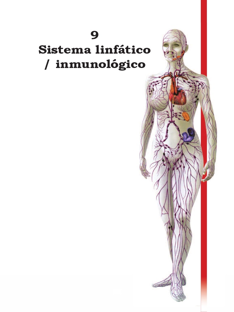 Sistema Inmunologico Linfatico | PDF | Sistema inmune | Sistema linfático
