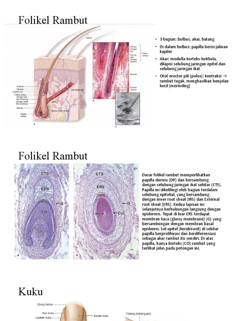 Histo Folikel Rambut Kuku | PDF