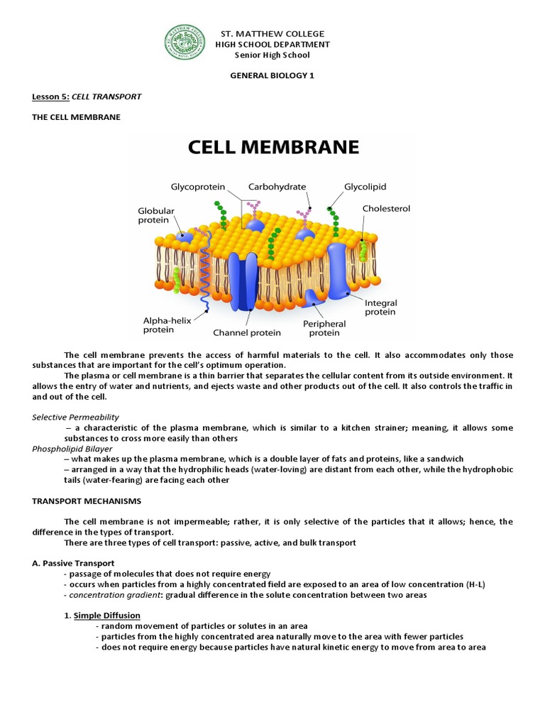 Cell Transport Mechanisms Explained | PDF | Cell Membrane | Cell (Biology)