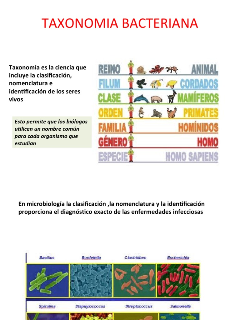 Taxonomía | PDF | Taxonomía (biología) | Las bacterias