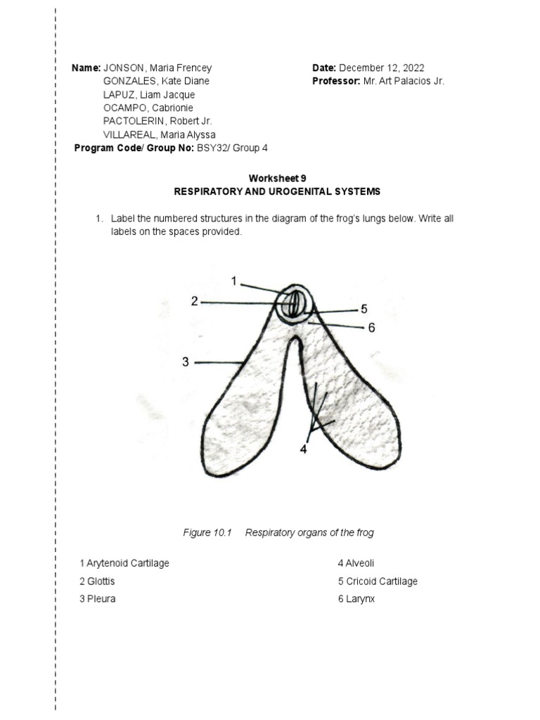 Frog Dissection Worksheet: Exploring the Respiratory and Urogenital ...
