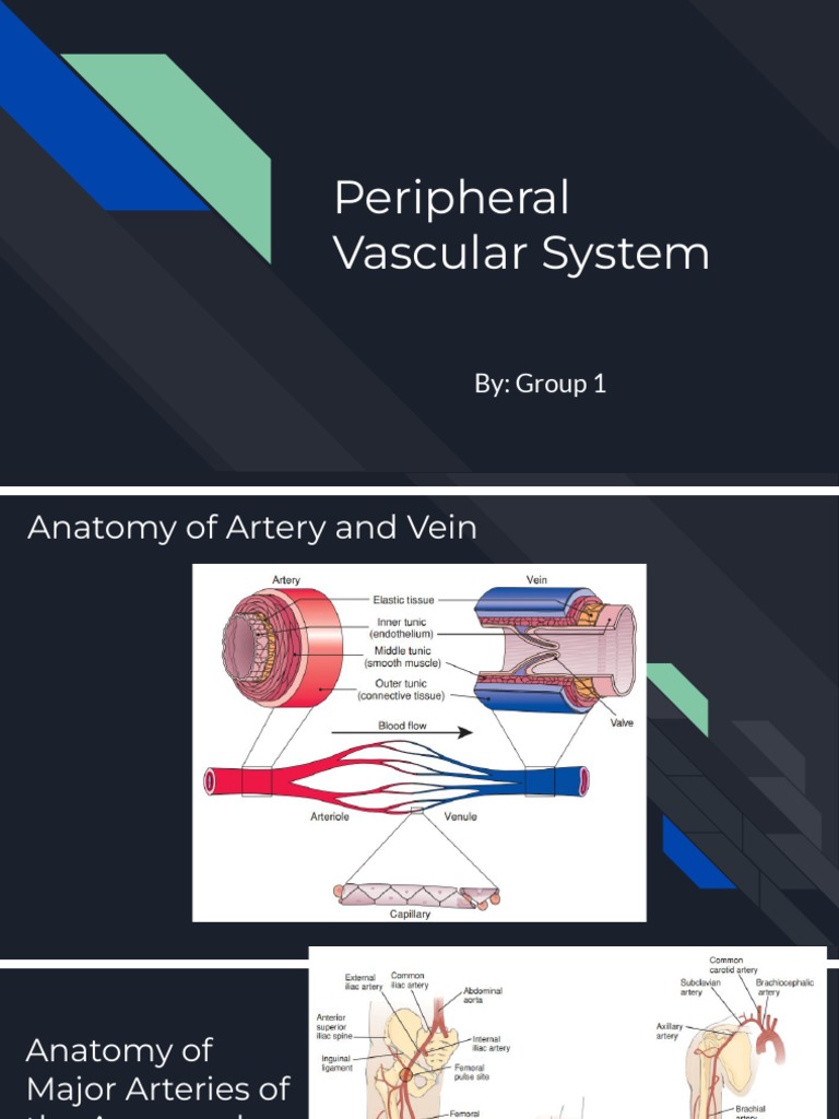Peripheral Vascular System | Download Free PDF | Edema | Pulse