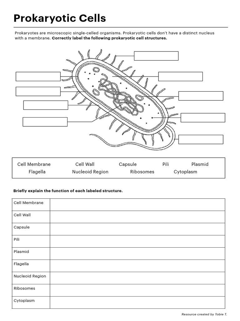 Prokaryotic Cells: Cell Membrane Cell Wall Capsule Pili Plasmid ...