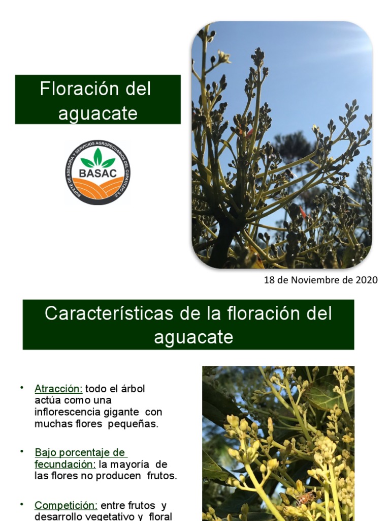 Floracion Aguacate. | PDF | Flores | Aguacate