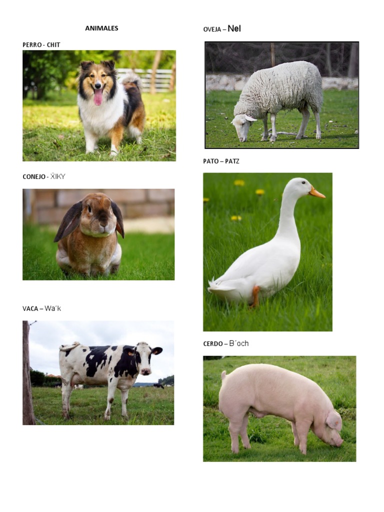 Animales en Mam | PDF