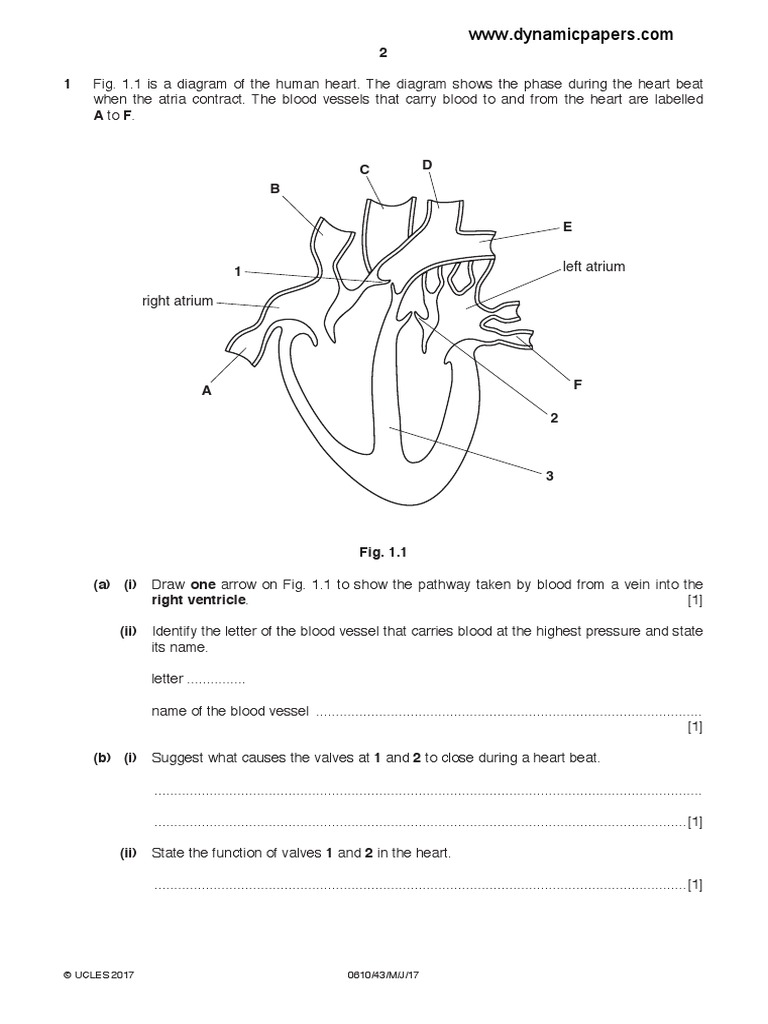 Biology Ecg Question 7 | PDF | Heart | Atrium (Heart)