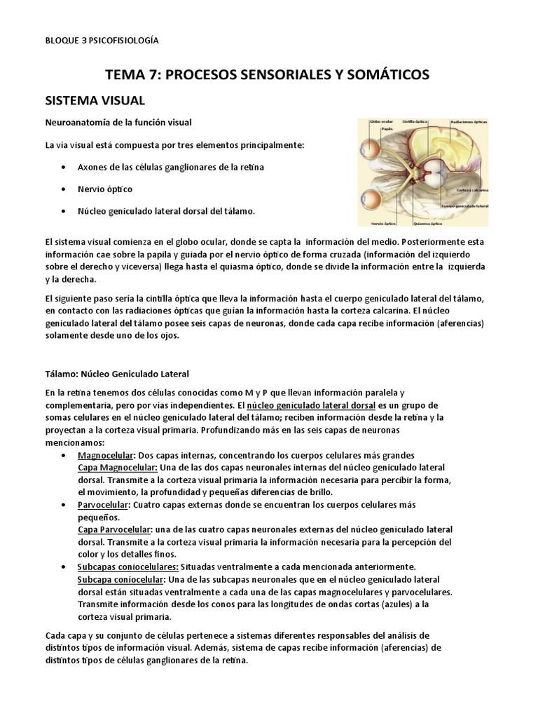 La neuroanatomía de la visión: el procesamiento de la información visual desde la retina hasta ...