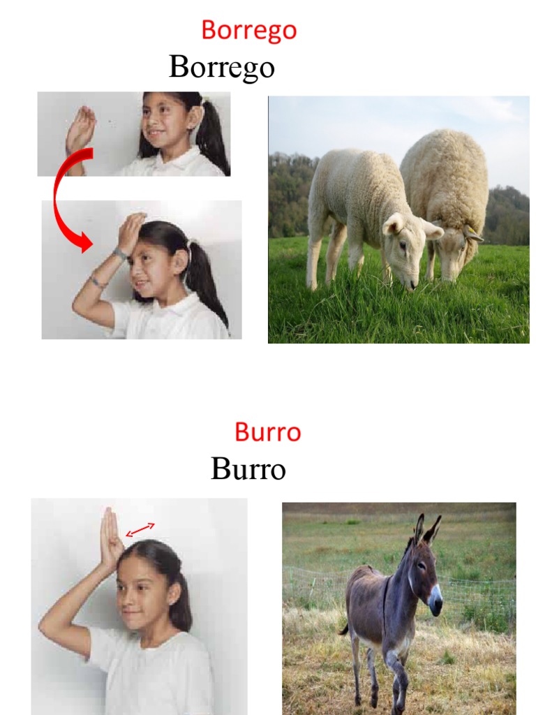 Animales en LSM | PDF