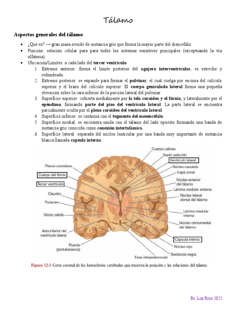Tálamo | PDF | Tálamo | Corteza cerebral