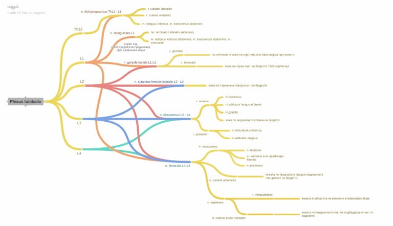 Plexus Lumbalis | PDF
