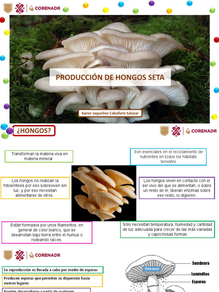 PDF Hongos Seta | Descargar gratis PDF | Hongo | Plantas