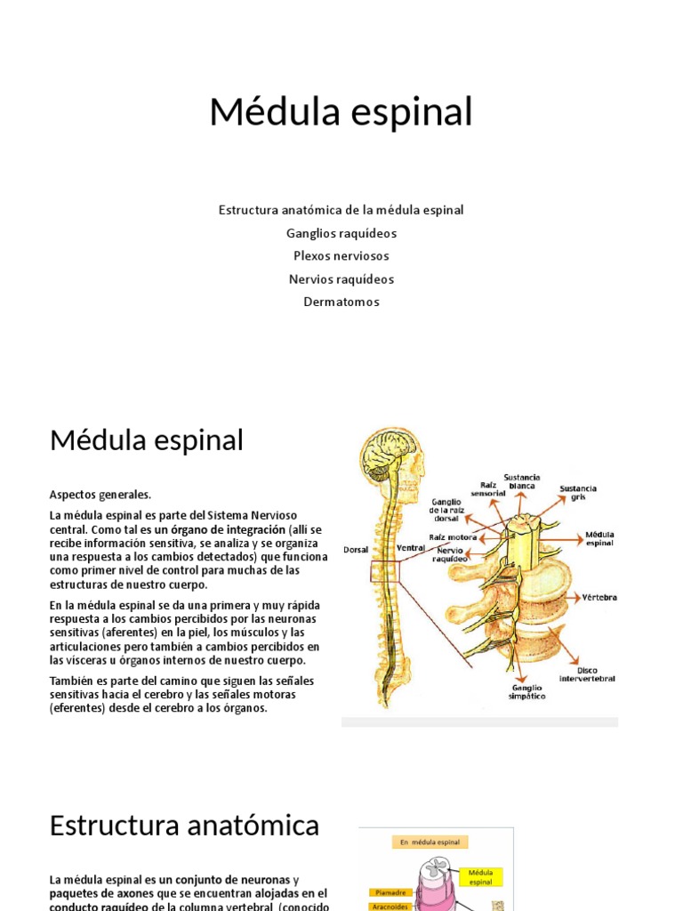 02 Médula Espinal Pdf Médula Espinal Materia Gris