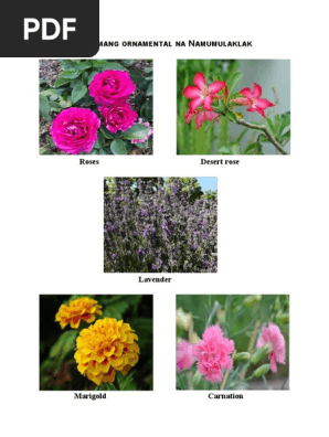 Ornamental Plants Pictures With Names