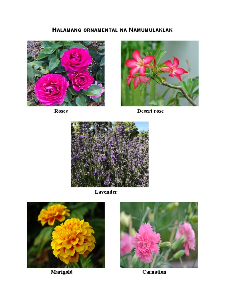 Ornamental Plants: Names and Types | PDF | Home & Garden