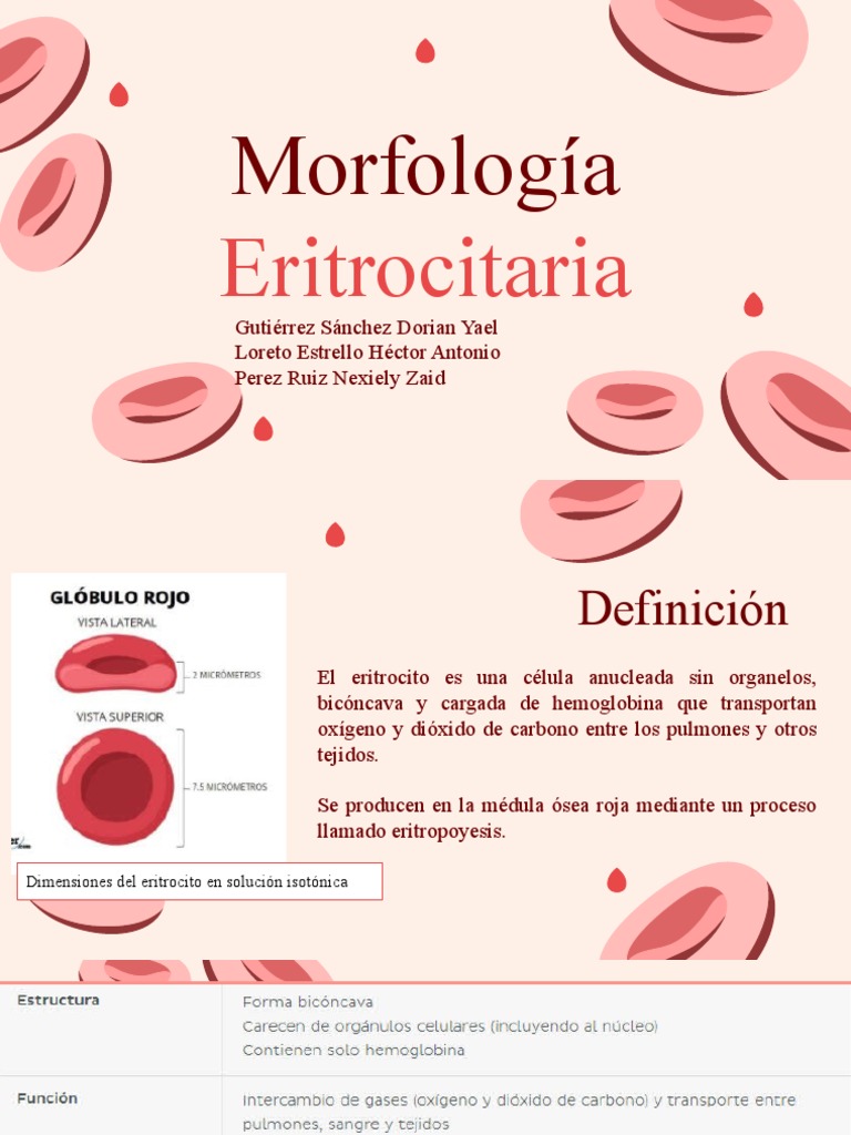 Morfología y Estructura de Eritrocitos | PDF | Glóbulo rojo | Hemoglobina