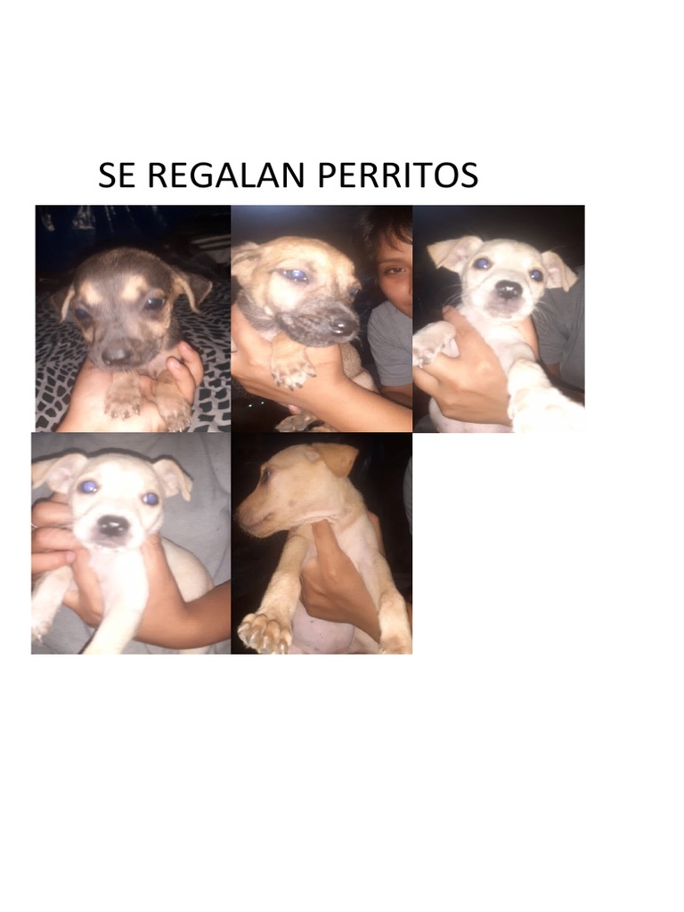 Se Regalan Perritos | PDF