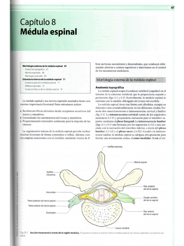 Medula Espinal-Libro | PDF