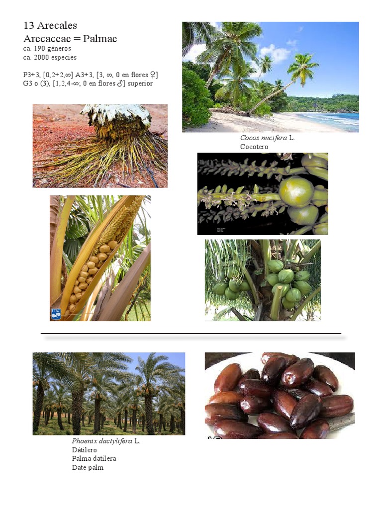 Monocots Ii Commelinids | PDF | Arecaceae | Agricultura