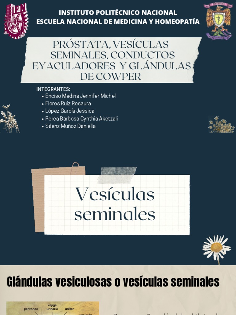 Anatomía y función de la próstata, vesículas seminales, conductos ...
