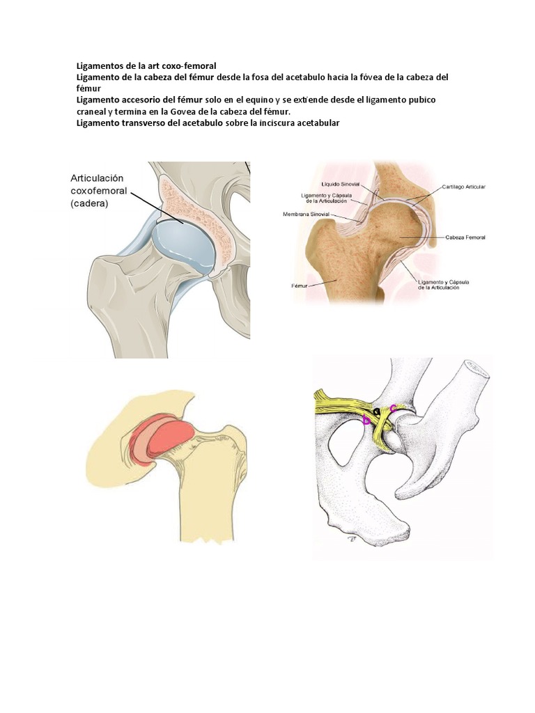Los principales ligamentos de la articulación coxofemoral y su función en la estabilidad de la ...