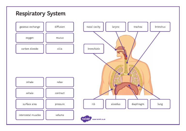Chapter 1.1 and 1.4 Respiration and Respiratory System | PDF