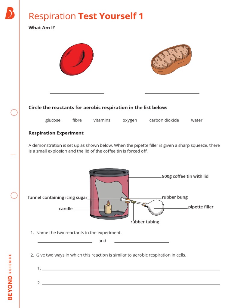 Respiration Test Yourself 1 Pdf