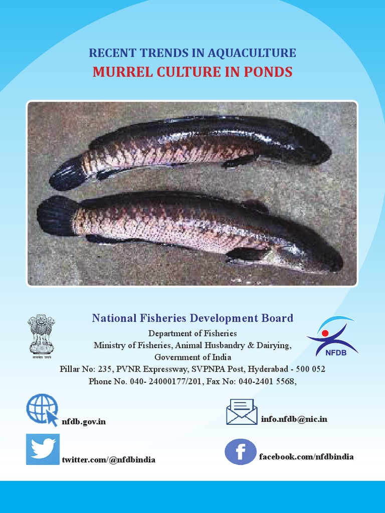 05 - Murrel Culture in Ponds | PDF | Aquaculture | Fish