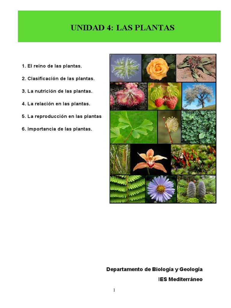 Tema 4. Las Plantas | PDF | Plantas | Flores