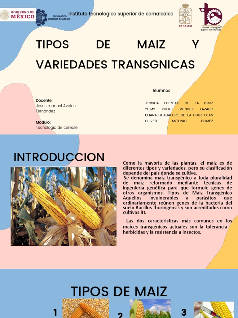 Tipos de Maiz - 1 | PDF | Organismo genéticamente modificado | Maíz
