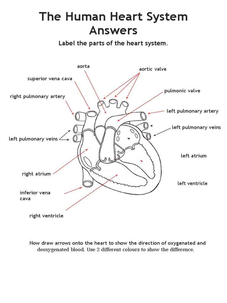 The Human Heart System Answers | PDF
