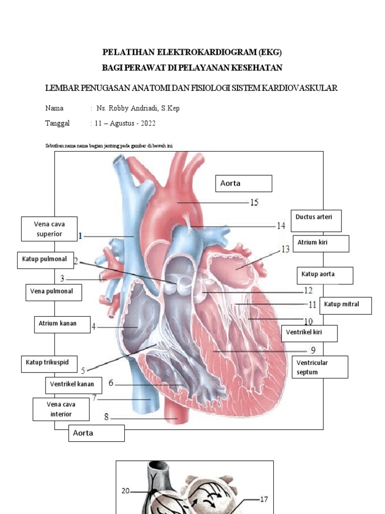 Tugas Anatomi Dan Fisiologi Sistem Kardiologi Jantung Robby | PDF