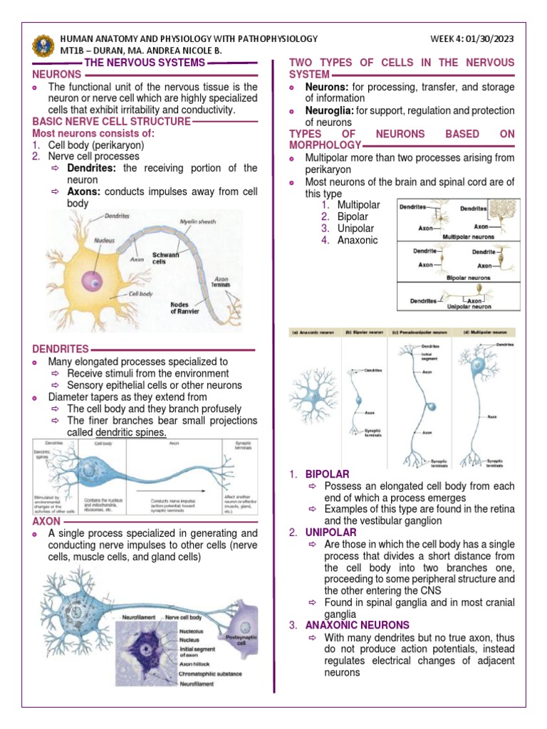 ANAPHY - Nervous System | PDF | Neuron | Central Nervous System