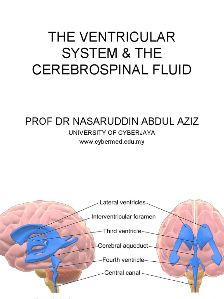 The Ventricular System & The Cerebrospinal Fluid (Physiotherapy) | PDF ...