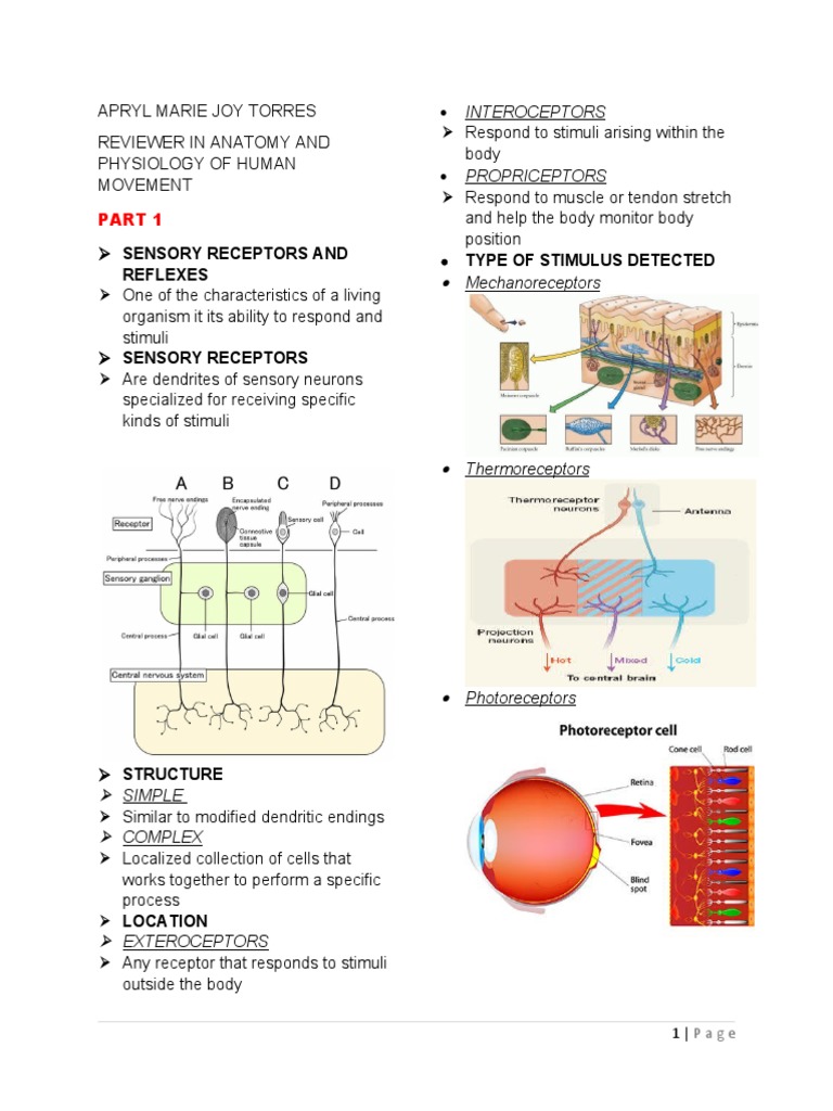 Anatomy Reviewer | PDF | Skeleton | Stimulus (Physiology)