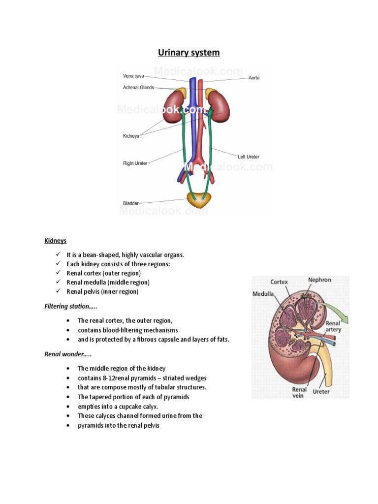 Urinary System | PDF | Kidney | Human Anatomy
