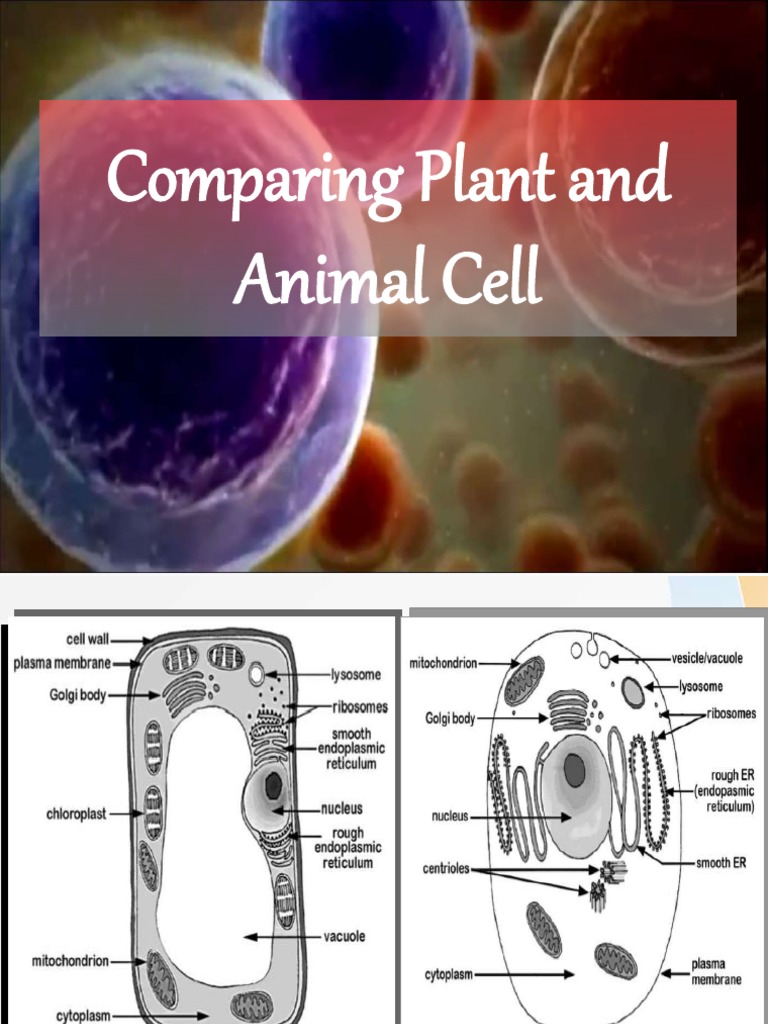 Comparing Plant and Animal Cell | PDF | Cell (Biology) | Endoplasmic ...