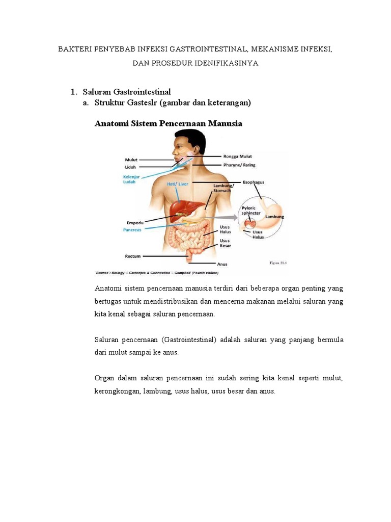 Bakteri Penyebab Infeksi Gastrointestinal | PDF | Kesehatan Holistik