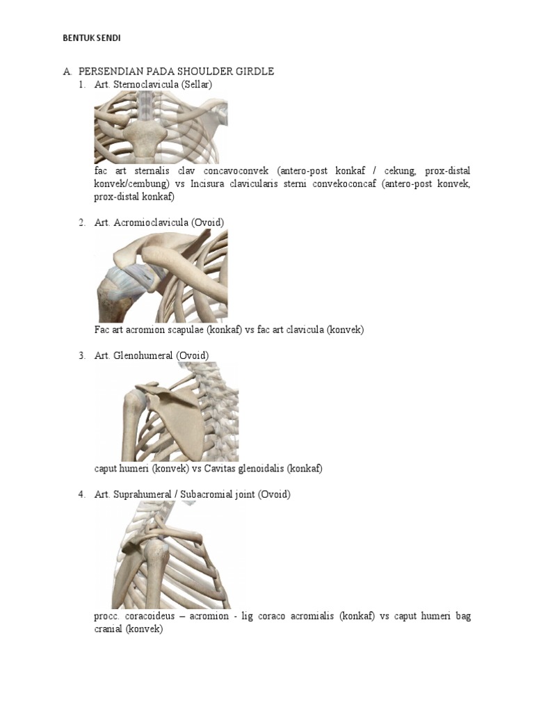 Bentuk dan Jenis Sendi Manusia | PDF | Knee | Lower Limb Anatomy
