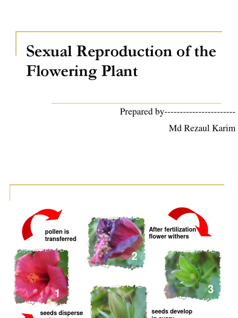 Flowering Plant Reproduction Guide | PDF | Flowers | Seed